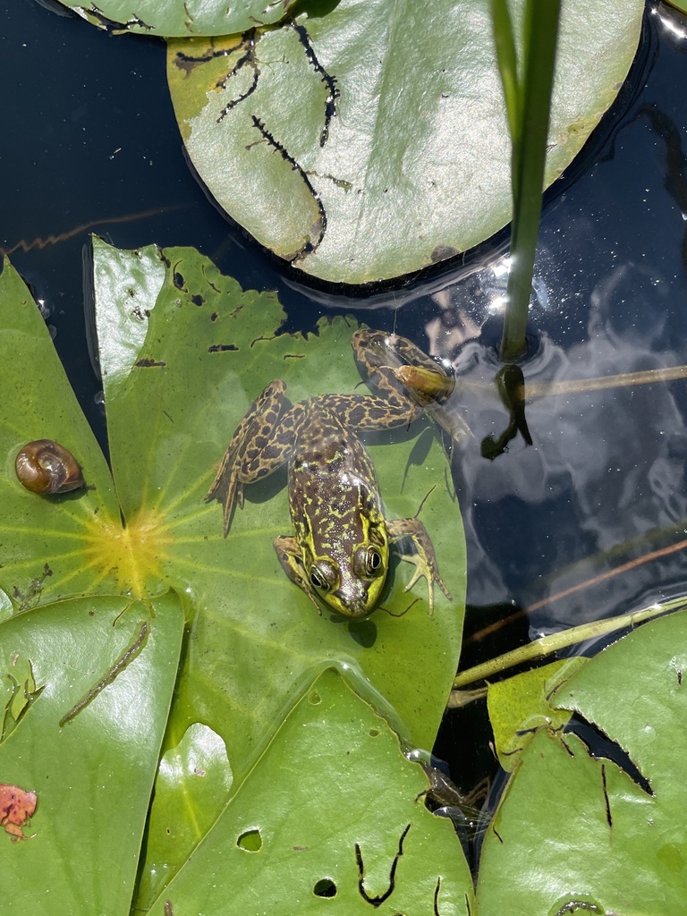 Mink Frog from Sherburne National Wildlife Refuge, Zimmerman, MN, US on ...