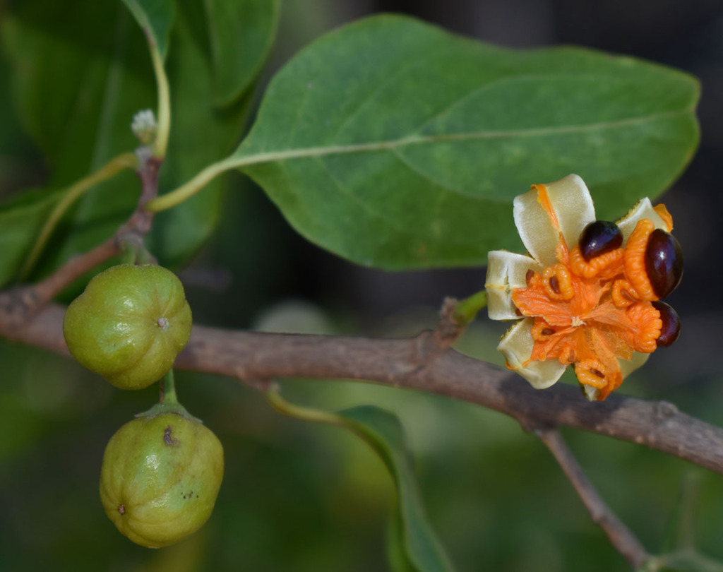 Turraea pubescens from Basalt QLD 4820, Australia on May 22, 2024 at 01 ...