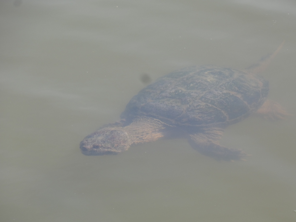 Common Snapping Turtle from Madaket, Nantucket, MA 02554, USA on July 4 ...