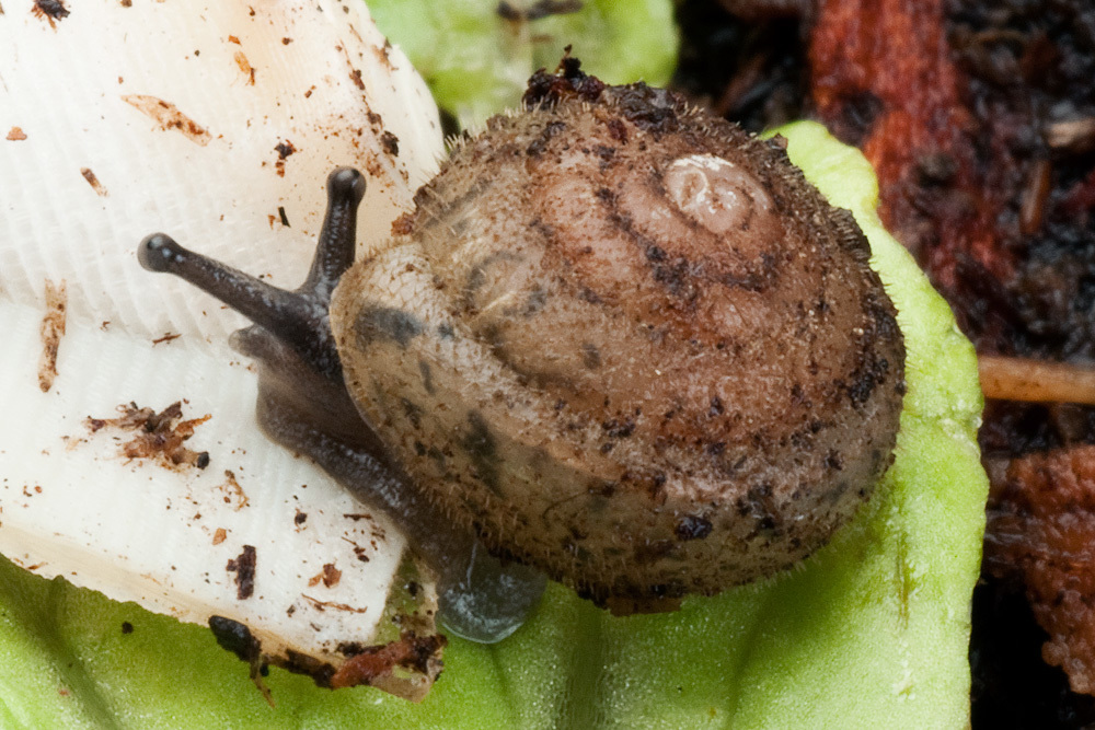 Hairy Slitmouth (Snails of Ontario) · iNaturalist