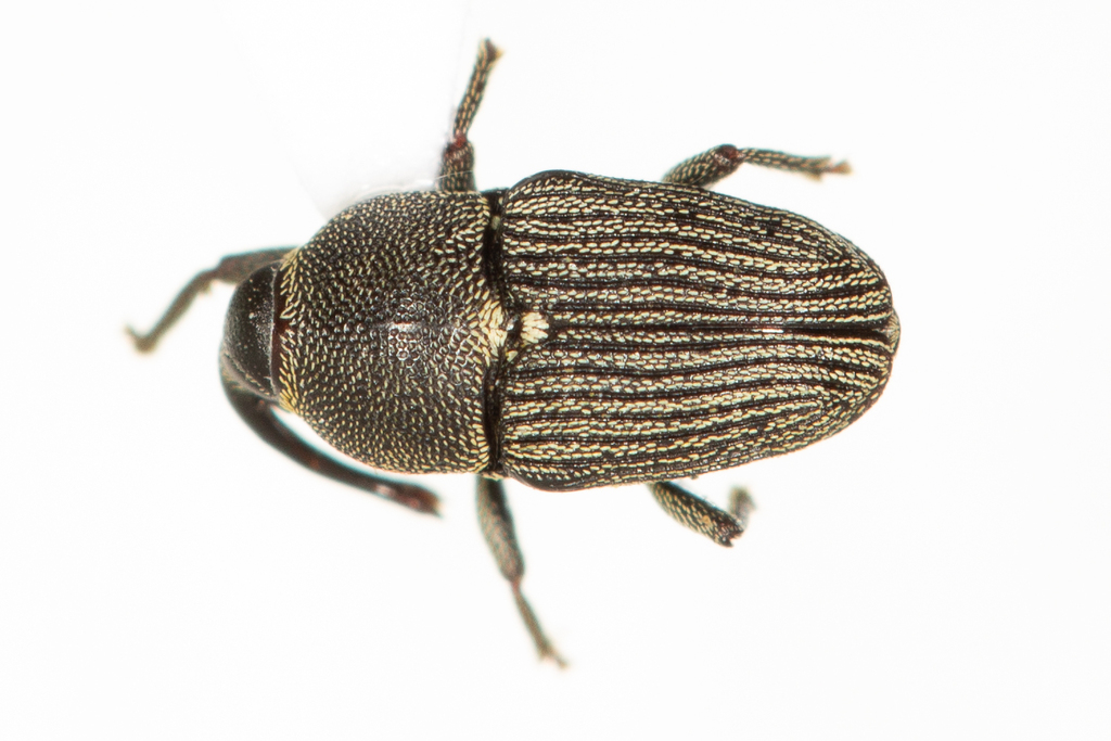 Rugged Flower Weevil from Franklin County, MO, USA on May 28, 2024 at ...