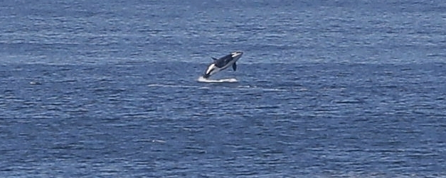 Orca from Ketchikan Gateway Borough, AK, USA on June 27, 2024 at 01:38 ...