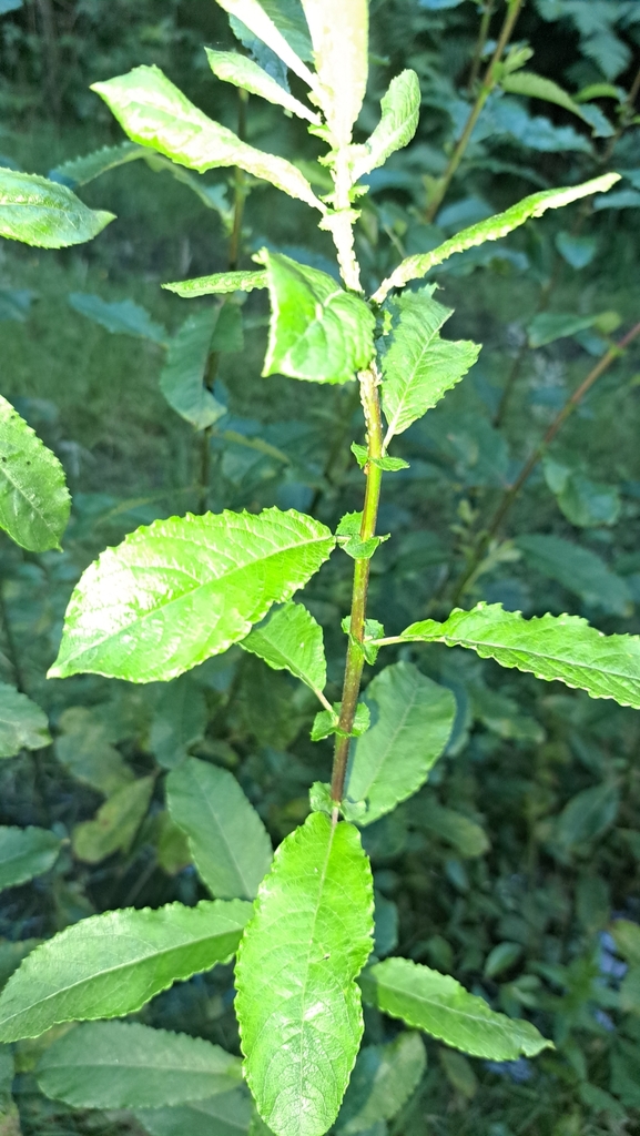 Eared Willow from Tintwistle, Glossop SK13 1HT, UK on July 17, 2024 at 09:07 PM by Alex Lees ...