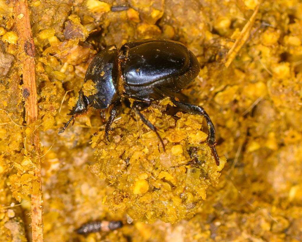 Canthon cyanellus from Garland, TX, USA on July 17, 2024 at 08:32 AM by ...