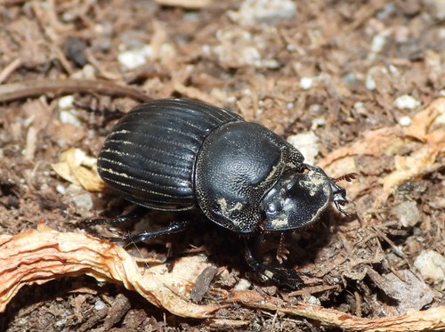 Copris lecontei · Naturalista Costa Rica