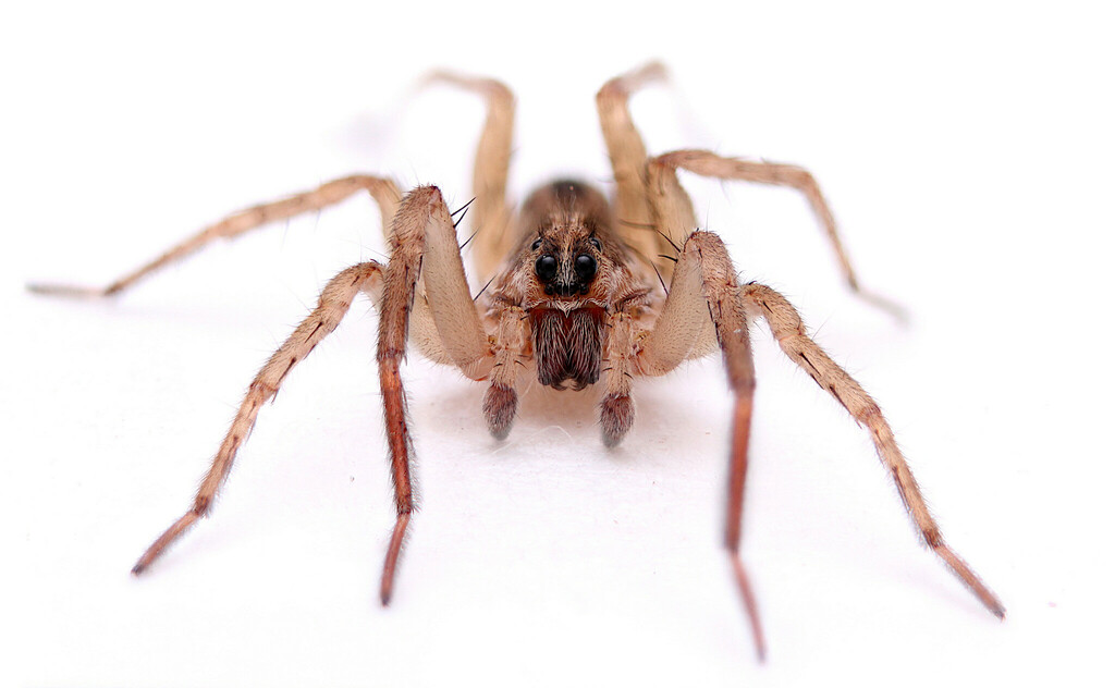 lance wolf spider in July 2024 by Matthew Lindsey. Cephalic region ...