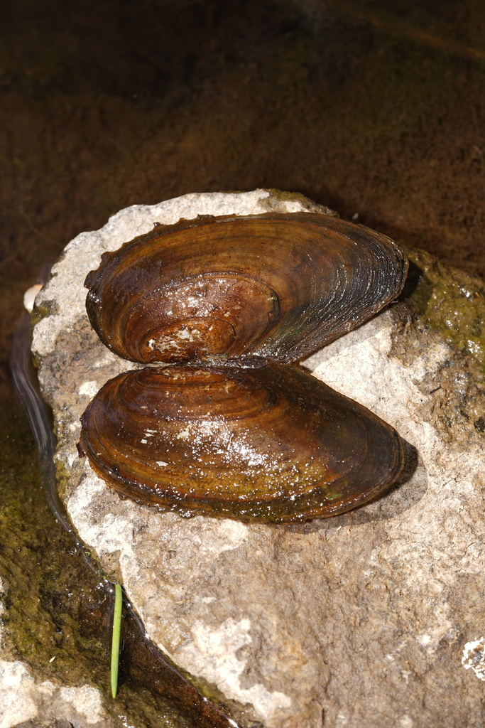Western Floater in July 2024 by Michael Stein. Three observed dead, two ...