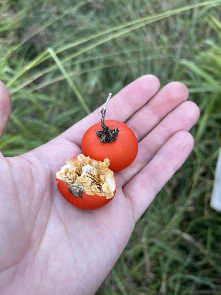 Cockroach Berry from Upper Ormeau Rd, Kingsholme, QLD, AU on June 13 ...