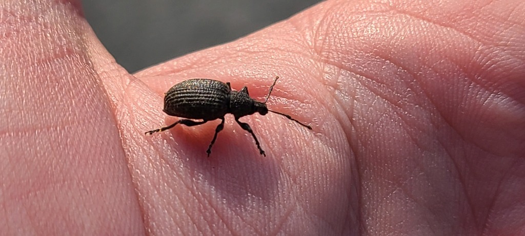 Black Vine Weevil from Unalaska, AK, USA on July 15, 2024 at 08:55 PM ...