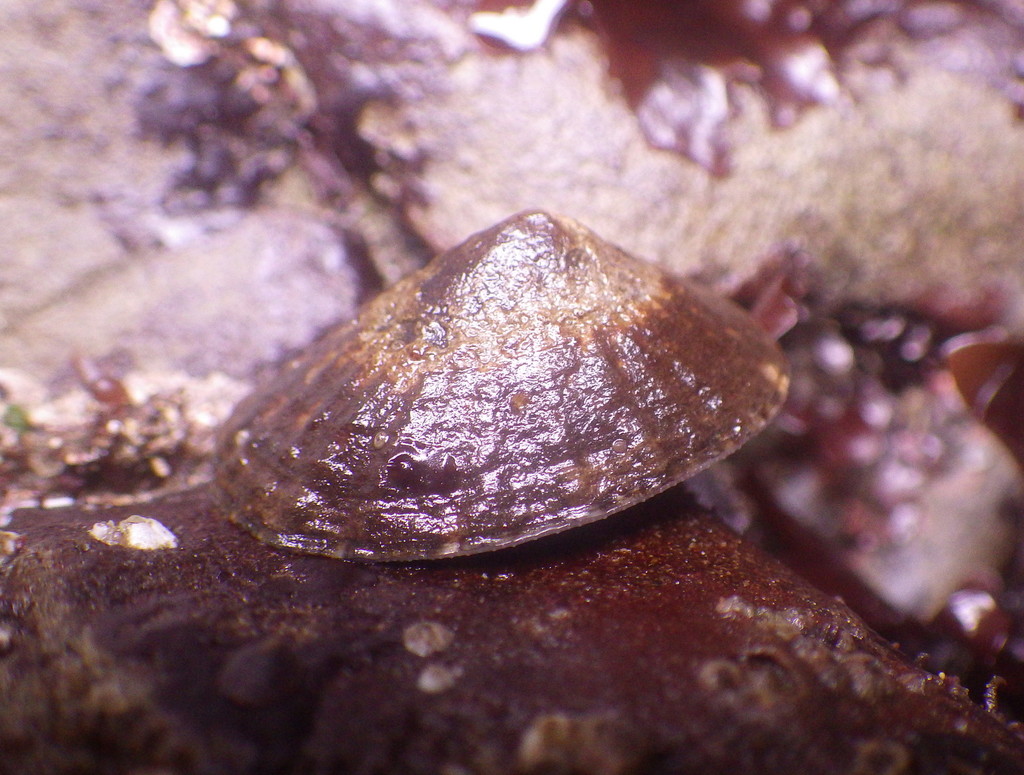 Shield Limpet from Coos County, OR, USA on June 2, 2019 at 07:53 AM by ...