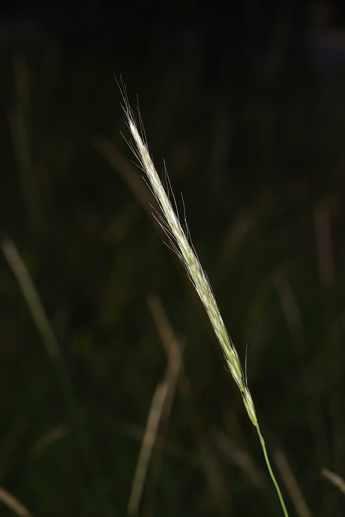 blue wild rye from Klamath County, US-OR, US on July 12, 2024 at 06:57 ...