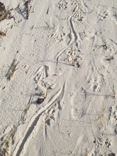 iNaturalist Tracking Database – NatureTracking