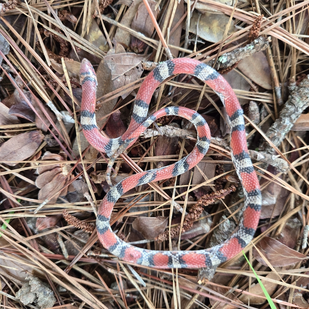 Northern Scarletsnake in July 2024 by Richard D Reams · iNaturalist