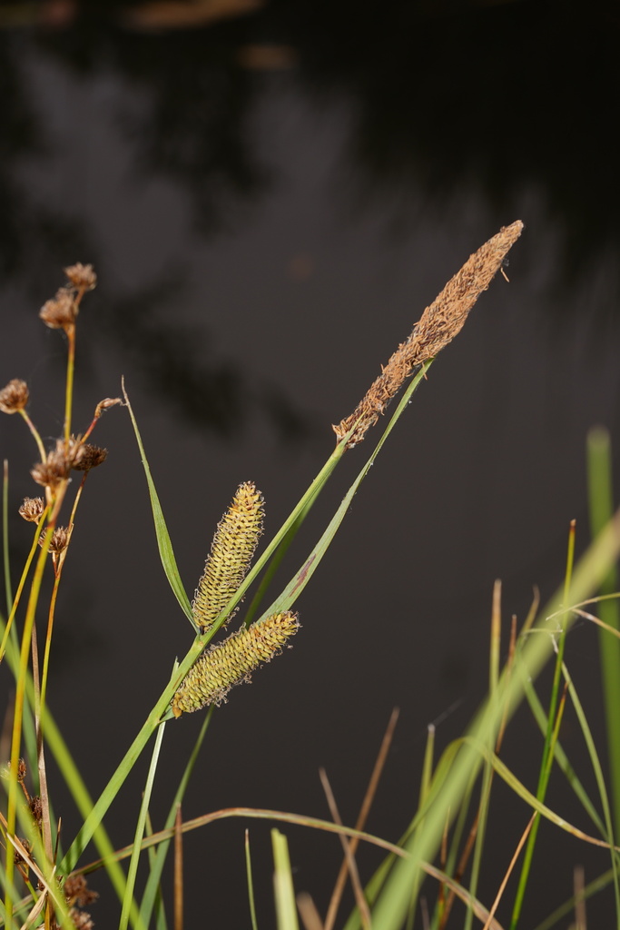 Nebraska sedge from Klamath County, US-OR, US on July 14, 2024 at 11:34 ...