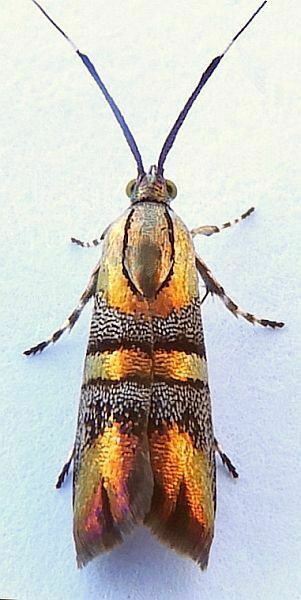 Slosson's metalmark moth from Miami-Dade County, FL, USA on July 2 ...