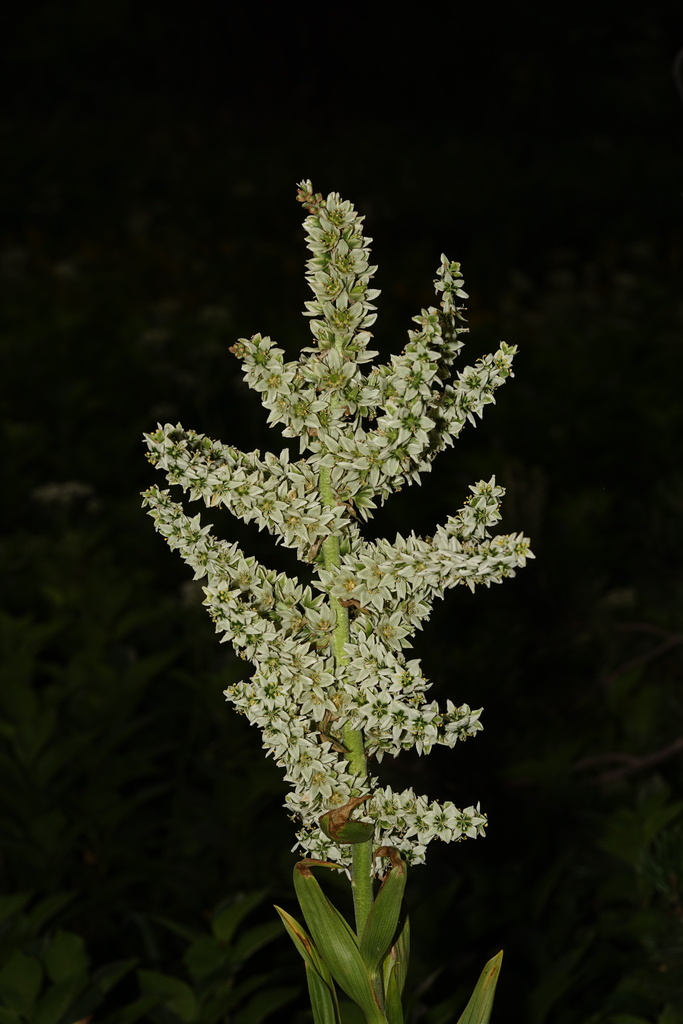 Corn Lily from Klamath Falls, OR, US on July 15, 2024 at 07:12 PM by ...