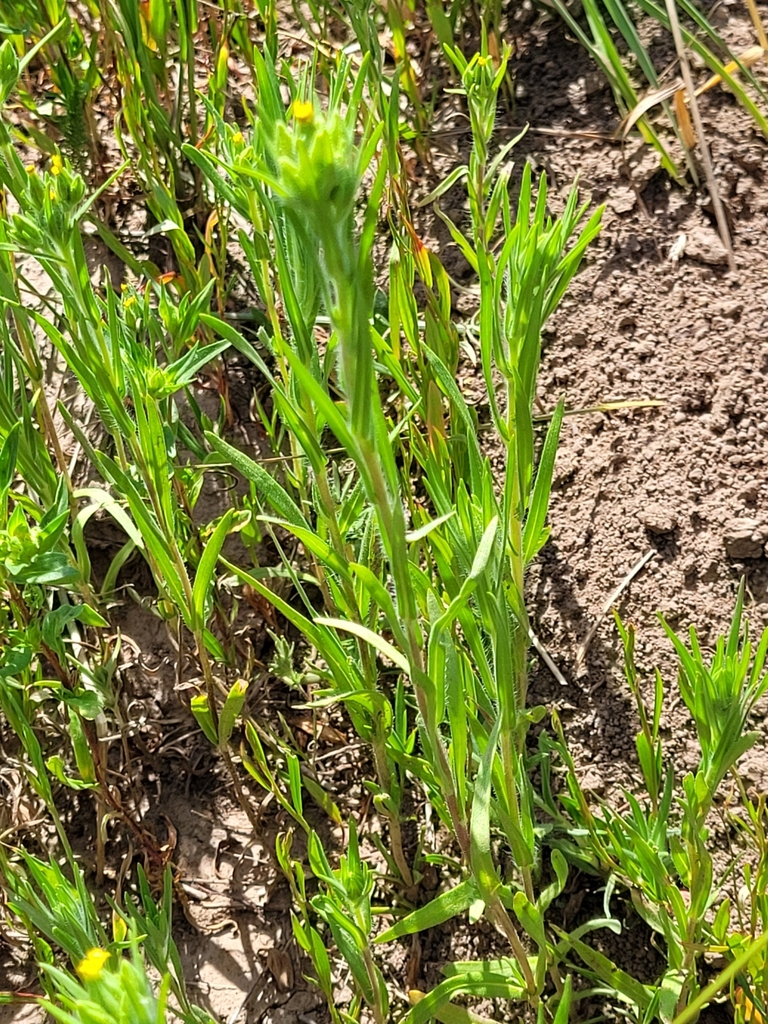 mountain tarweed from Meeker, CO 81641, USA on July 17, 2024 at 03:46 ...