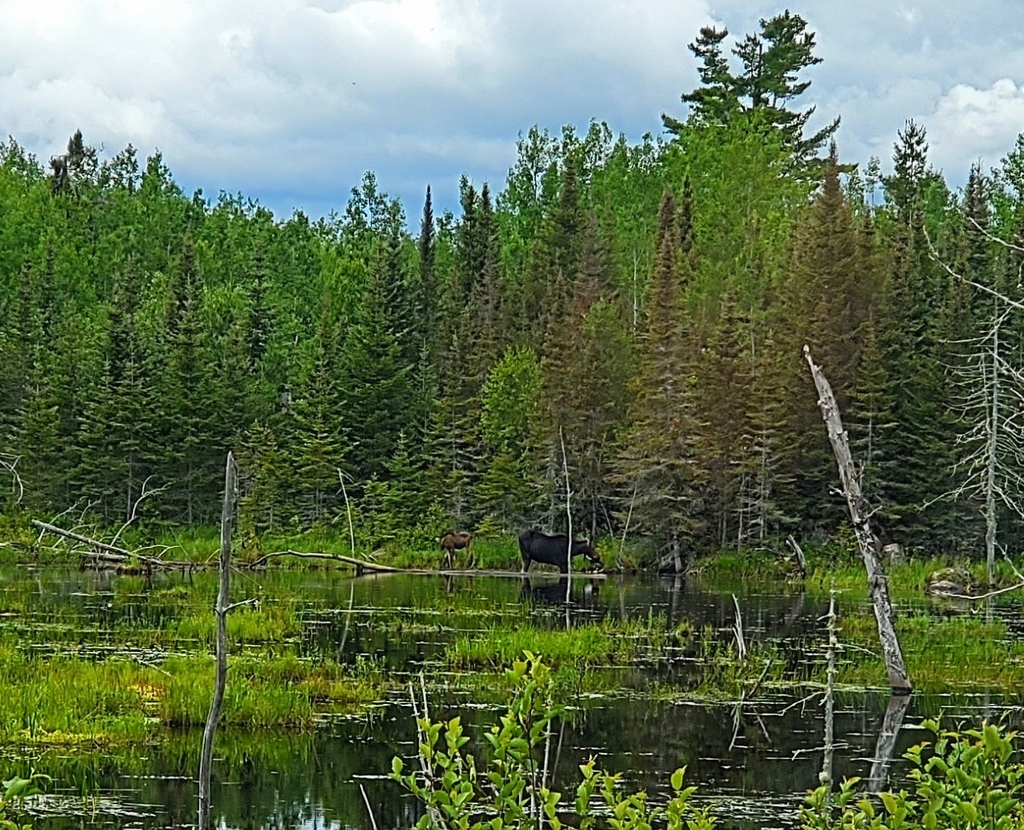 Moose from West Cook, MN, USA on July 17, 2024 at 12:24 PM by Joseph ...