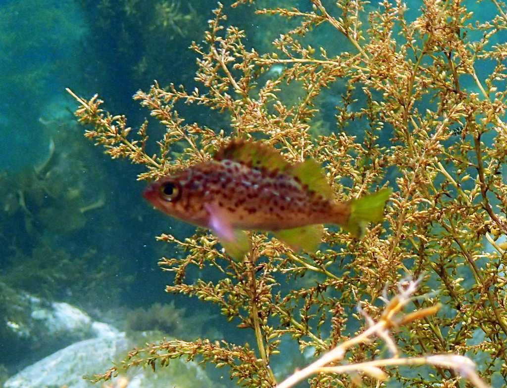 Japanese Red Rockfish from 日本、〒811-0323 福岡県福岡市東区 志賀島 on June 01, 2019 ...