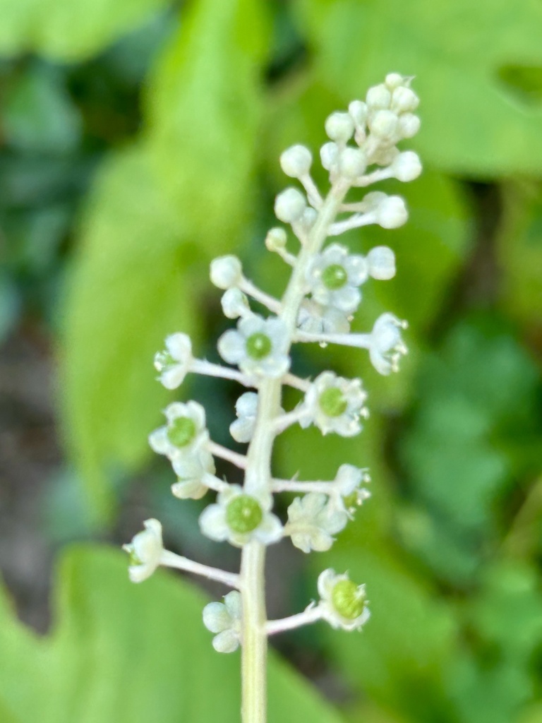 American pokeweed from Town of Oyster Bay Golf Course, Woodbury, NY, US ...