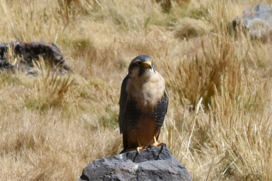 Aplomado Falcon from Huarochirí Province, Peru on July 5, 2024 at 11:23 ...