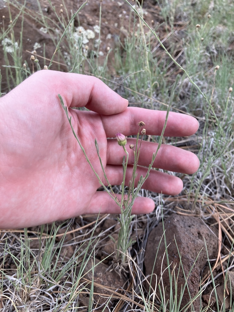 fleabanes and horseweeds from Coconino National Forest, Flagstaff, AZ ...
