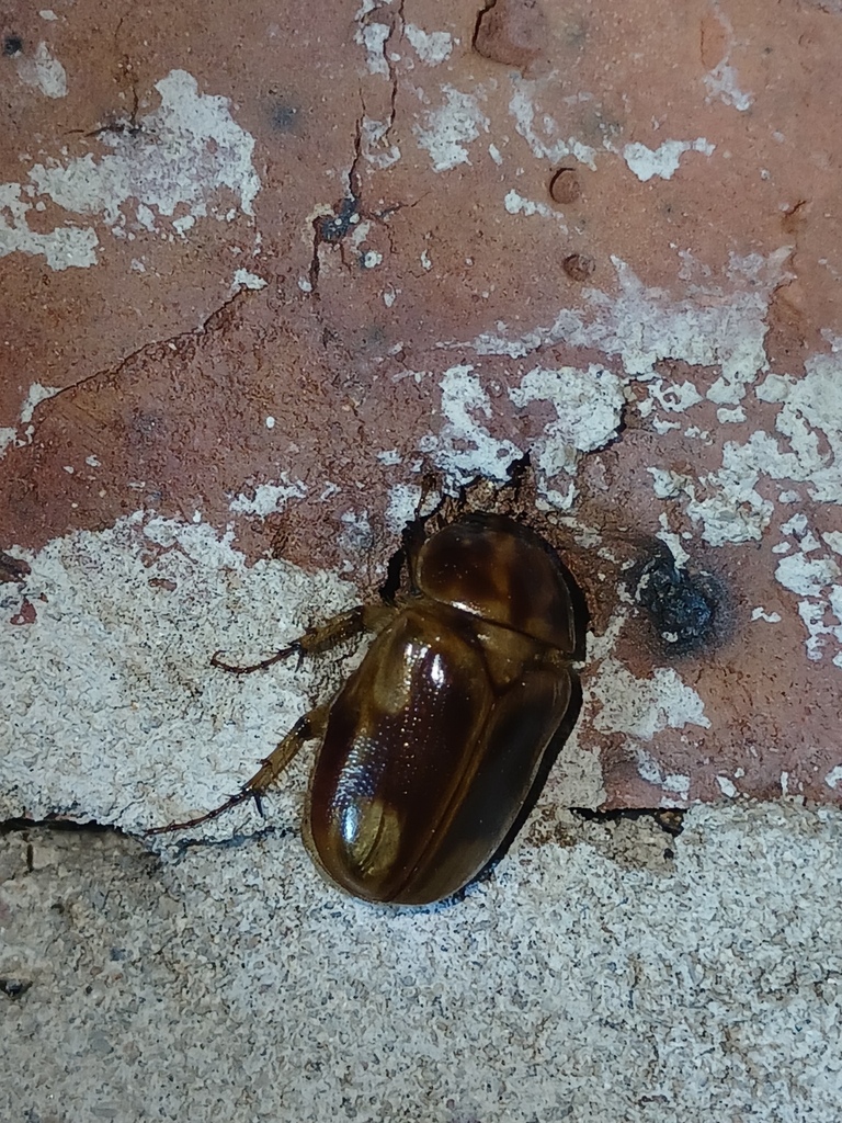 Masked Chafers from Valle de Guadalupe, Jal., México on June 26, 2024 ...