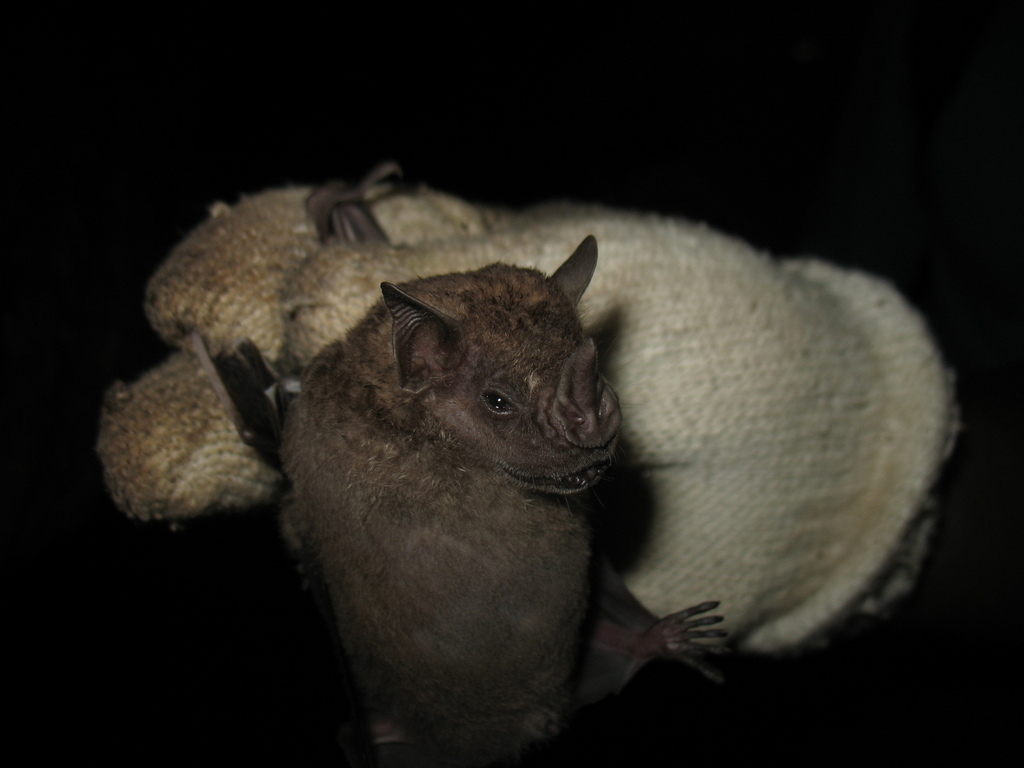 Flat-faced Fruit-eating Bat from Hacienda Santa Barbara, Maceo on May ...