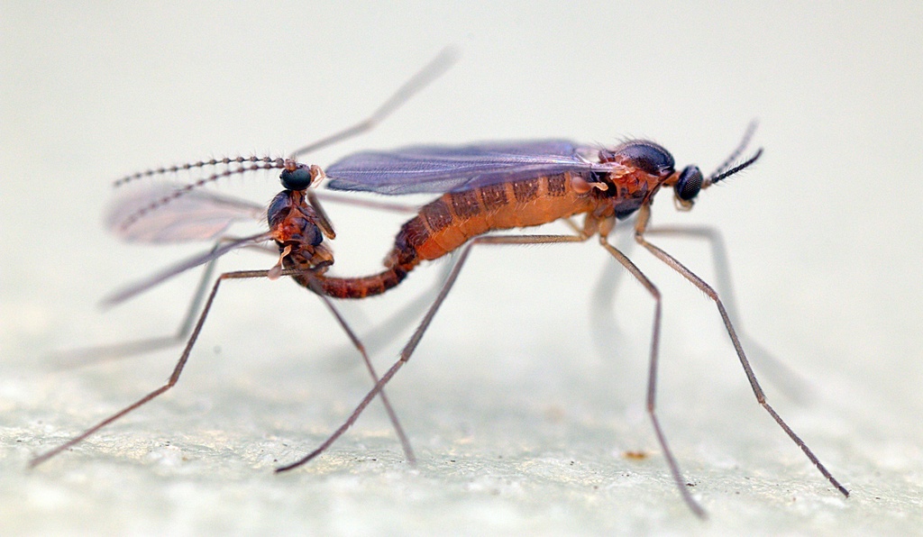 Gall and Forest Midges from Ruawai, New Zealand on July 3, 2024 at 04: ...