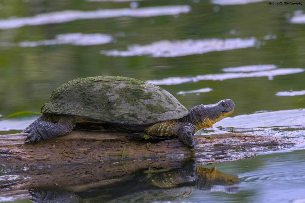 Blanding's Turtle in June 2018 by Mel Diotte · iNaturalist