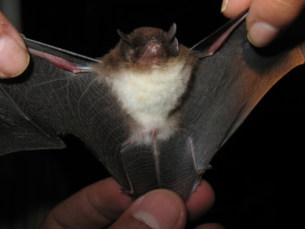 Spix's Disk-winged Bat (Mammals of North America) · iNaturalist