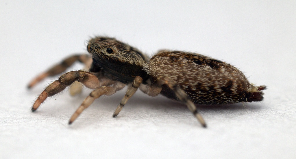 Jumping Spiders from Ruawai, New Zealand on June 28, 2024 at 01:48 PM ...