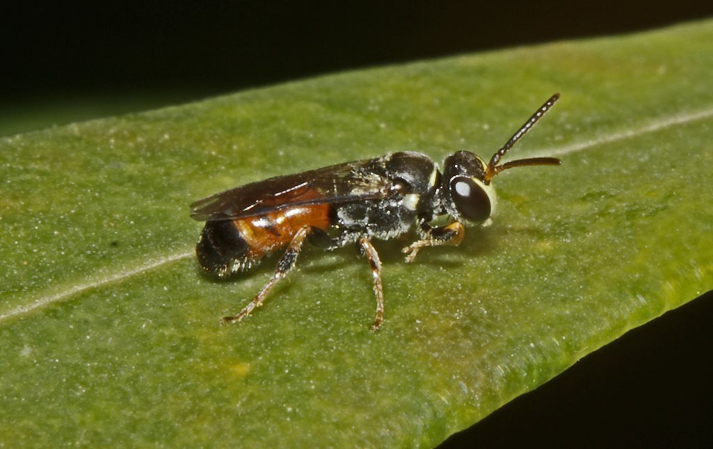 Littler's Masked Bee (Native Bees of South Australia) · iNaturalist