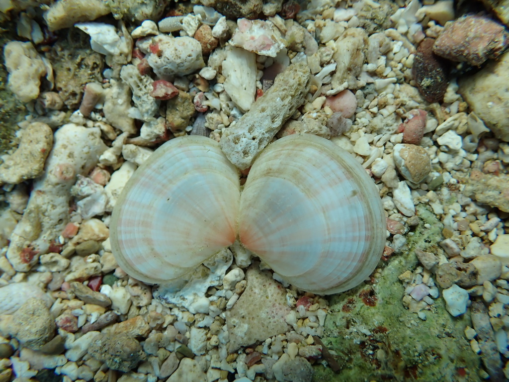 White Atlantic Semele from Caletón de la Majagua, La Romana, La Romana ...