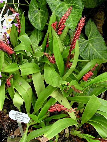 Cryptochilus sanguineus · iNaturalist