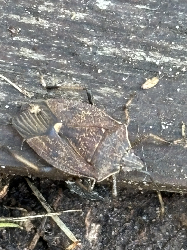 Brown Shield Bug from Dominion Rd, Mount Martha, VIC, AU on July 13 ...