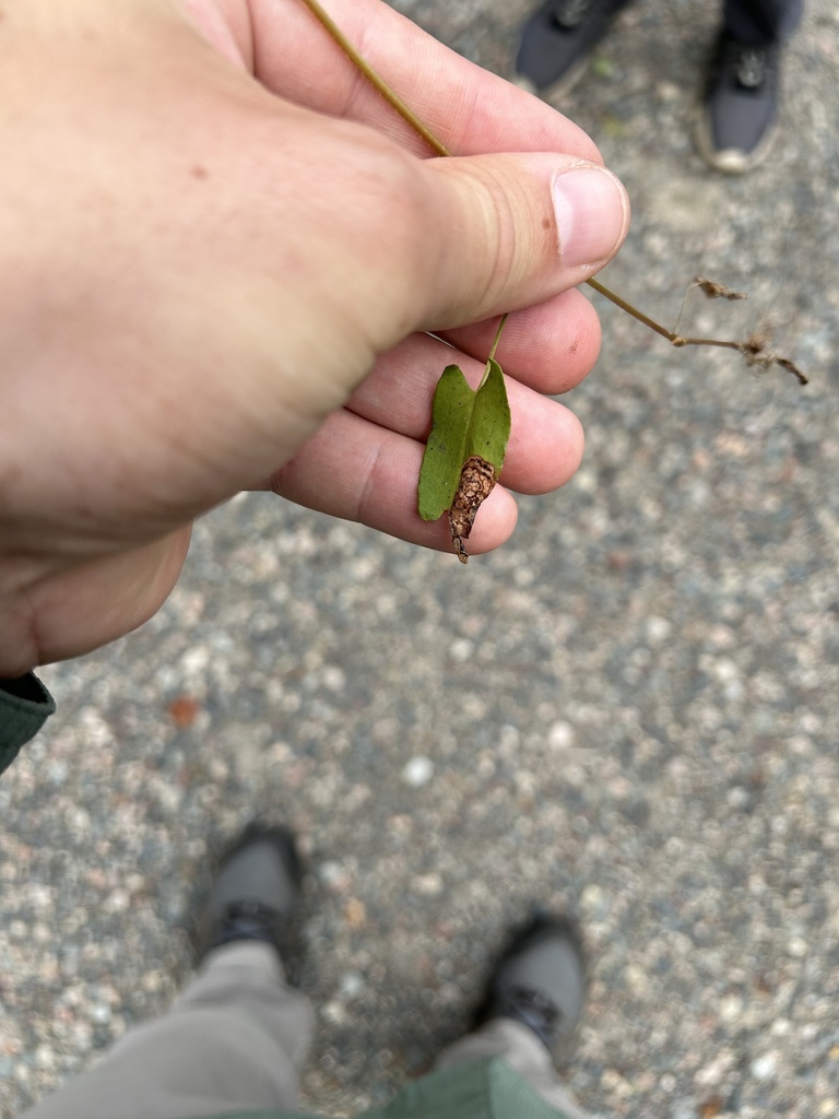 Mantura floridana from CR-221, Kelsey, MN, US on July 17, 2024 at 02:33 ...