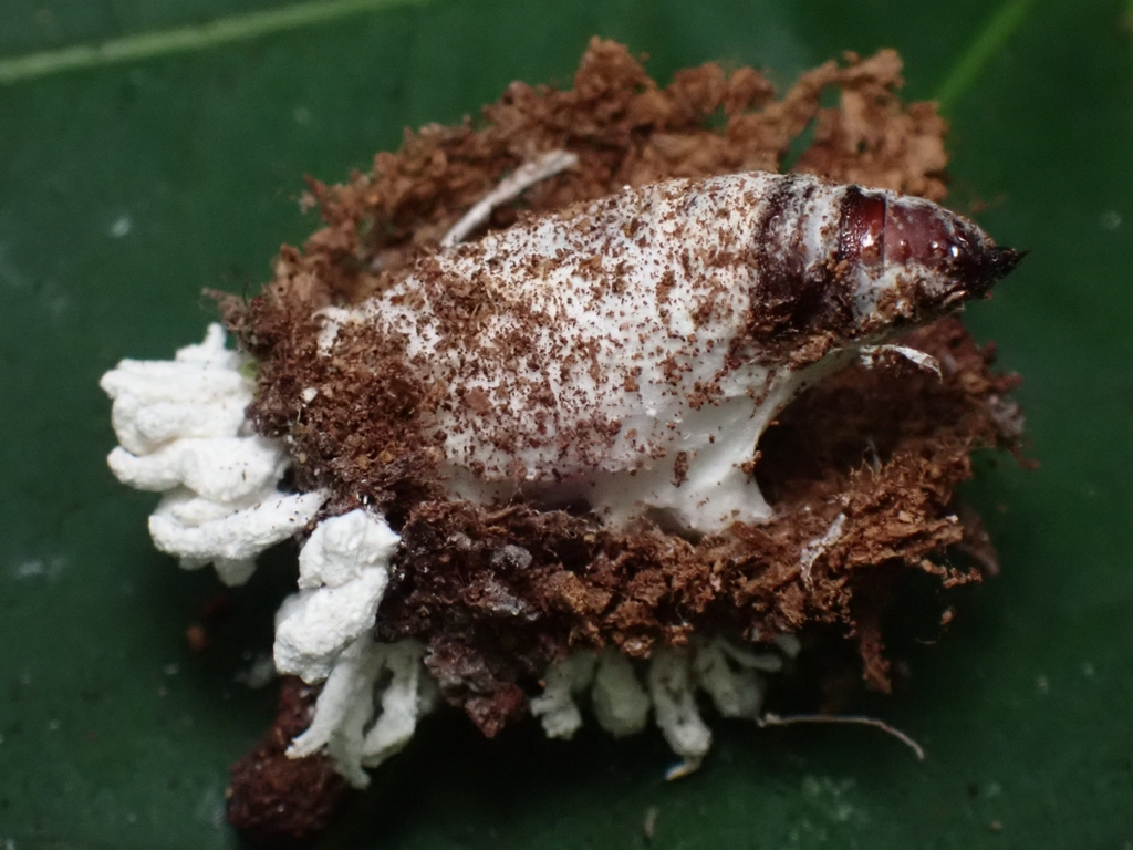 Cordyceps from Humboldt County, US-CA, US on July 14, 2024 at 01:43 PM ...