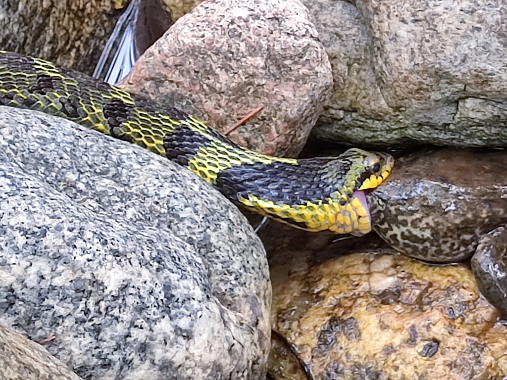 Big-eyed Bamboo Snake from Xi'an, CN-SA, CN on July 24, 2023 at 01:08 ...