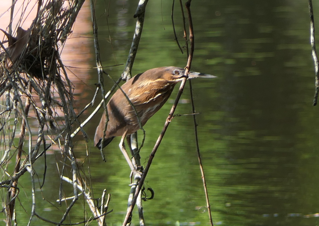 Black Bittern from Cairns QLD, Australia on July 16, 2024 by Sam ...