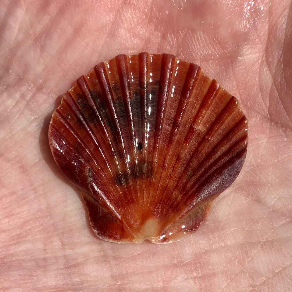 Commercial Scallop from Parramatta River, Cabarita, NSW, AU on July 18 ...