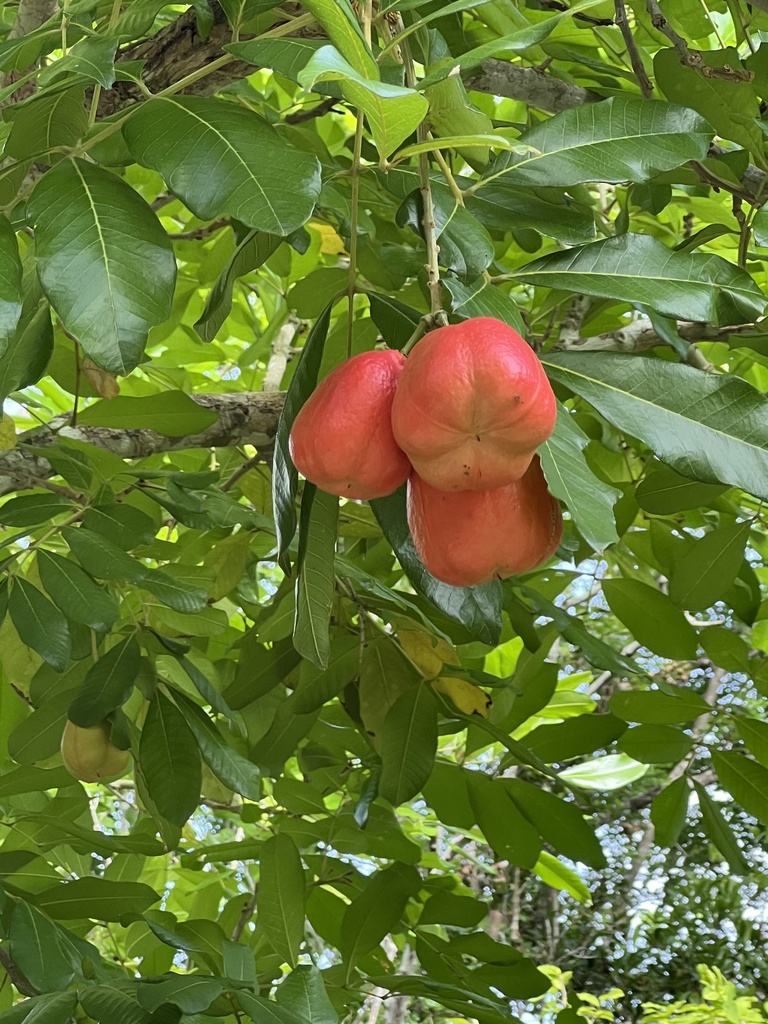 Ackee from Grand Cayman, East End, KY on July 15, 2024 at 04:30 PM by ...