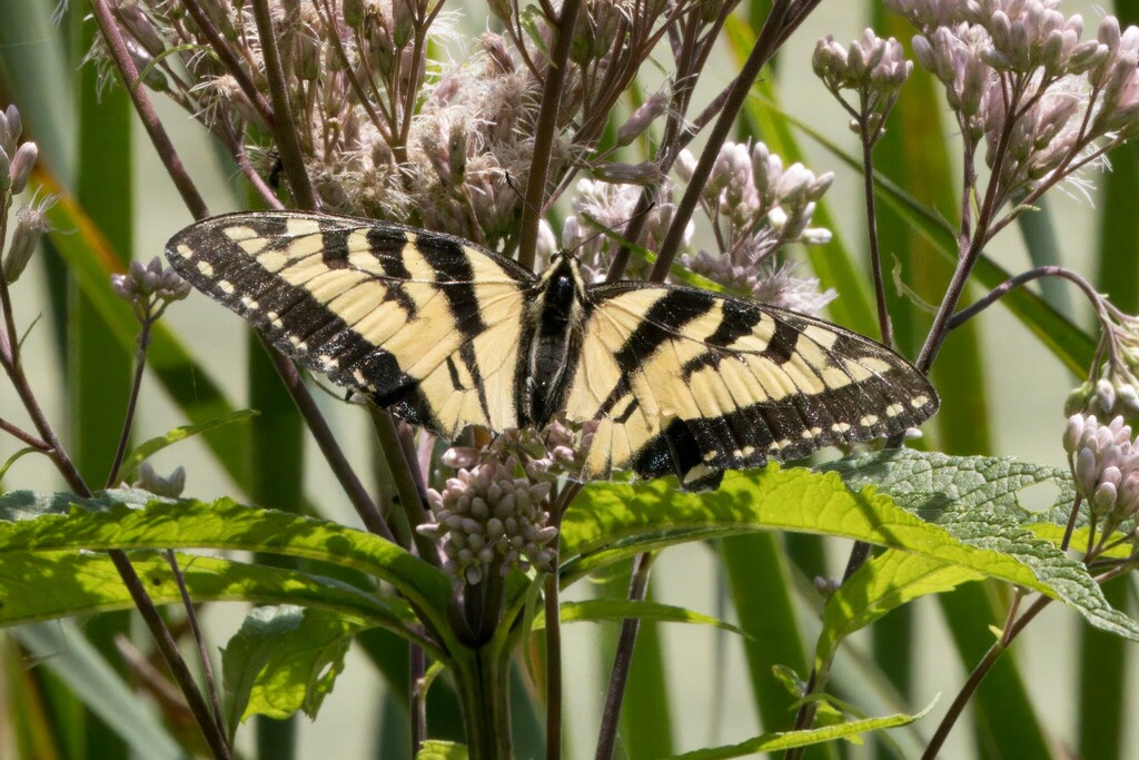 Canadian × Eastern Tiger Swallowtail from Hammer Nature Preserve (KLT ...