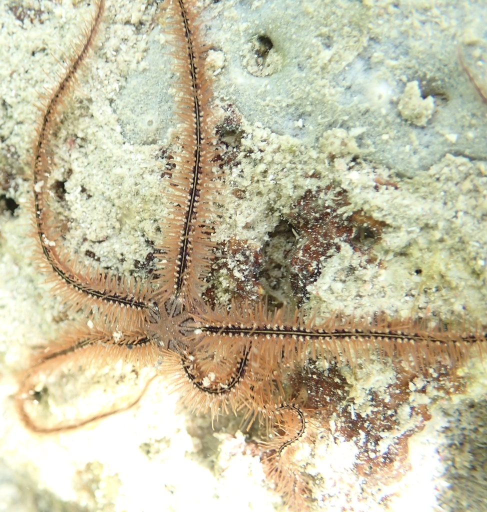 Sponge Brittle Star from Caletón de la Majagua, La Romana, La Romana ...
