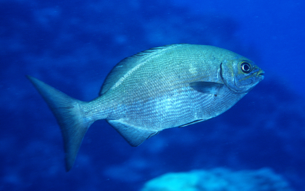Bermuda Chub from Avarua, Cook Islands on October 1, 2001 by Malcolm ...