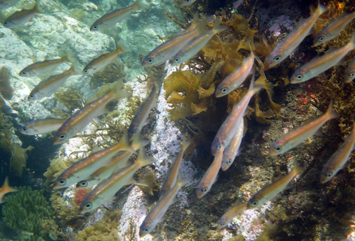 Scombrops boops · iNaturalist Ecuador