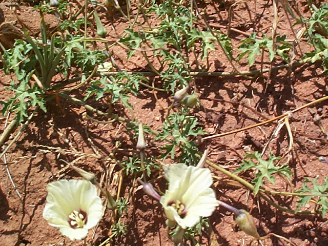Roughstem Merremia from Mahalapye Botswana on February 9, 2001 by ...