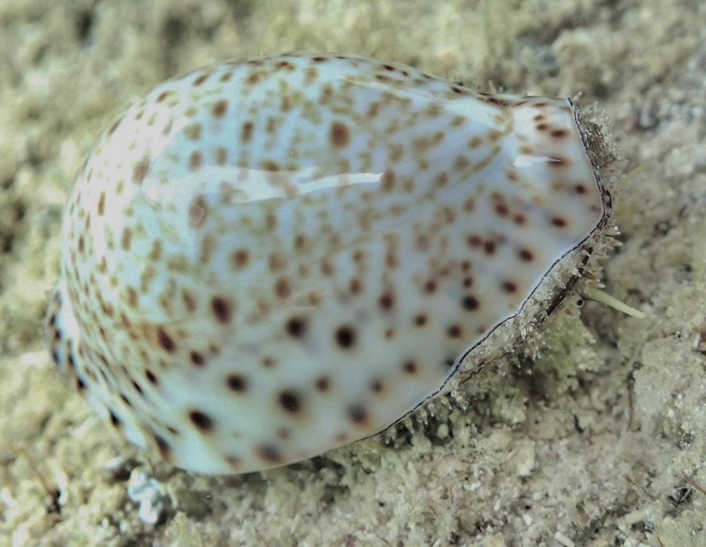 Thrush cowrie from Caletón de la Majagua, La Romana, La Romana, DO on ...