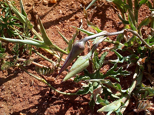 Roughstem Merremia from Mahalapye Botswana on February 8, 2001 by ...