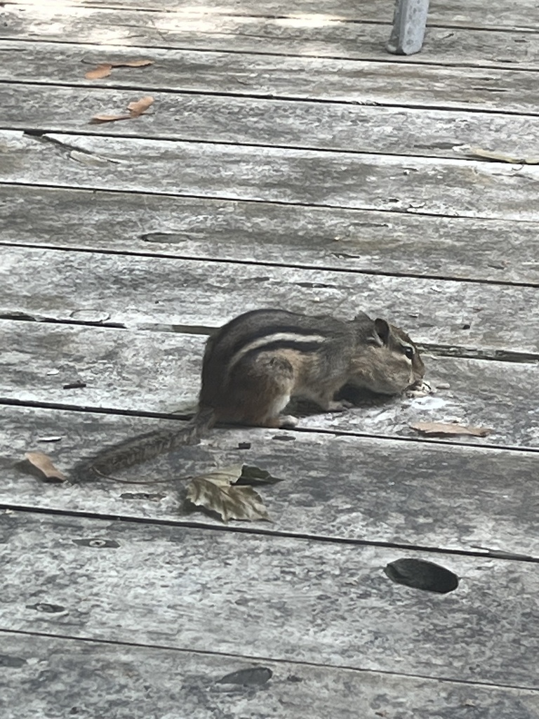 Eastern Chipmunk from Tenth St NW, Buffalo, MN, US on July 10, 2024 at ...